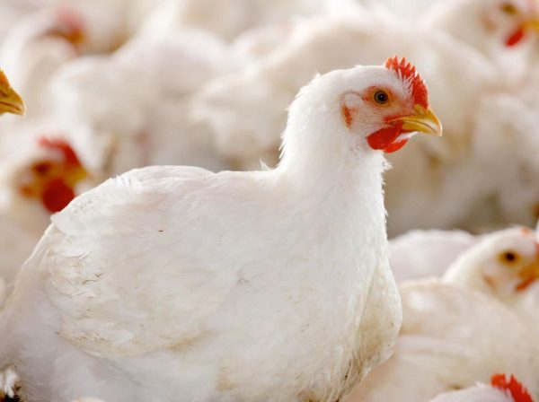 Cross broilers - Ross 308 » GRANULA GOLD